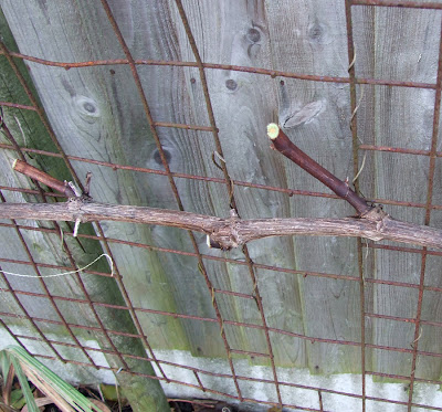 Home Grown Grapes UK.: Spur Pruning Part 1.