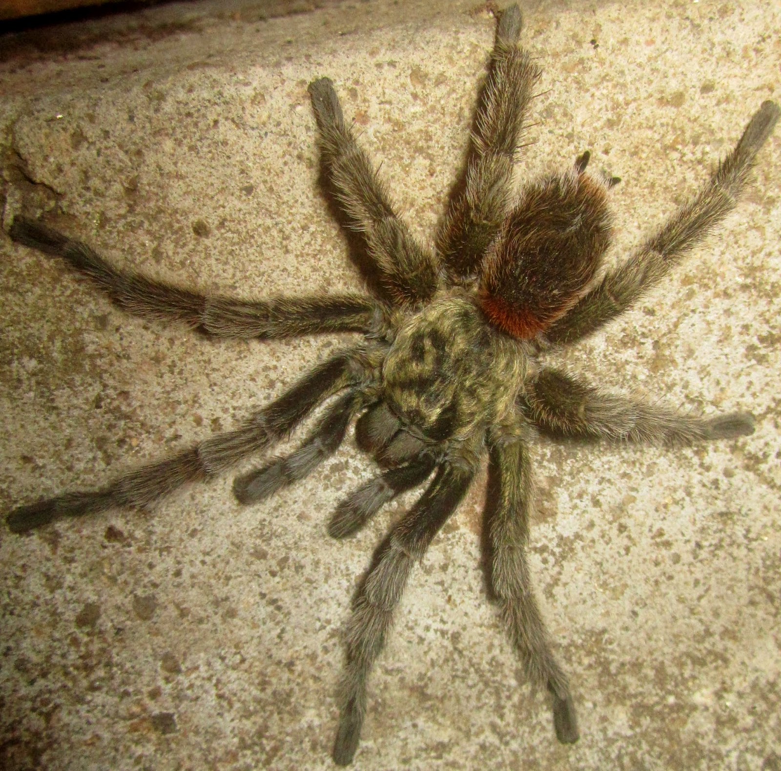 Tarántulas Chilenas : Euathlus manicata cópula