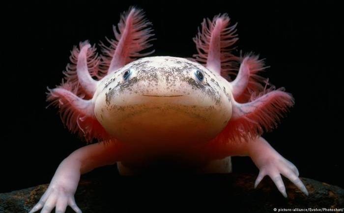 Ajolote mexicano | México Ecologista