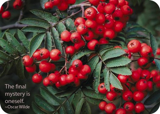 Σεληνοδείκτης: Celtic Meaning of the Rowan Tree, by Avia/ Η Κέλτικη ...