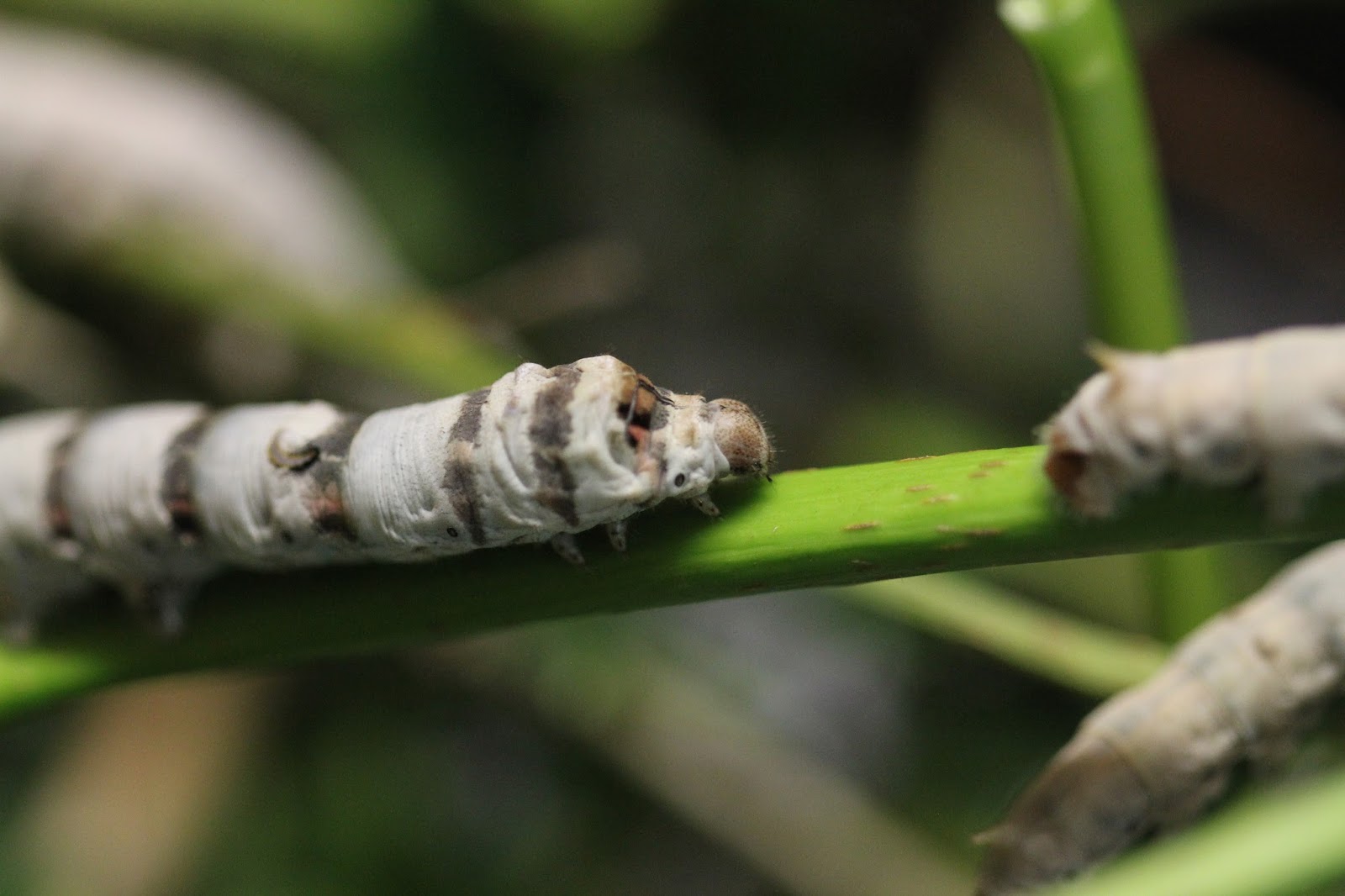 Amazing Silkworms: Silkworm Photoshoot