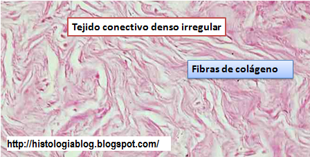 PLACAS HISTOLÓGICAS: Tejido conectivo laxo y denso irregular