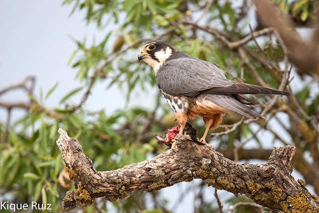 Alcotan europeo - Blog de fotografía y naturaleza