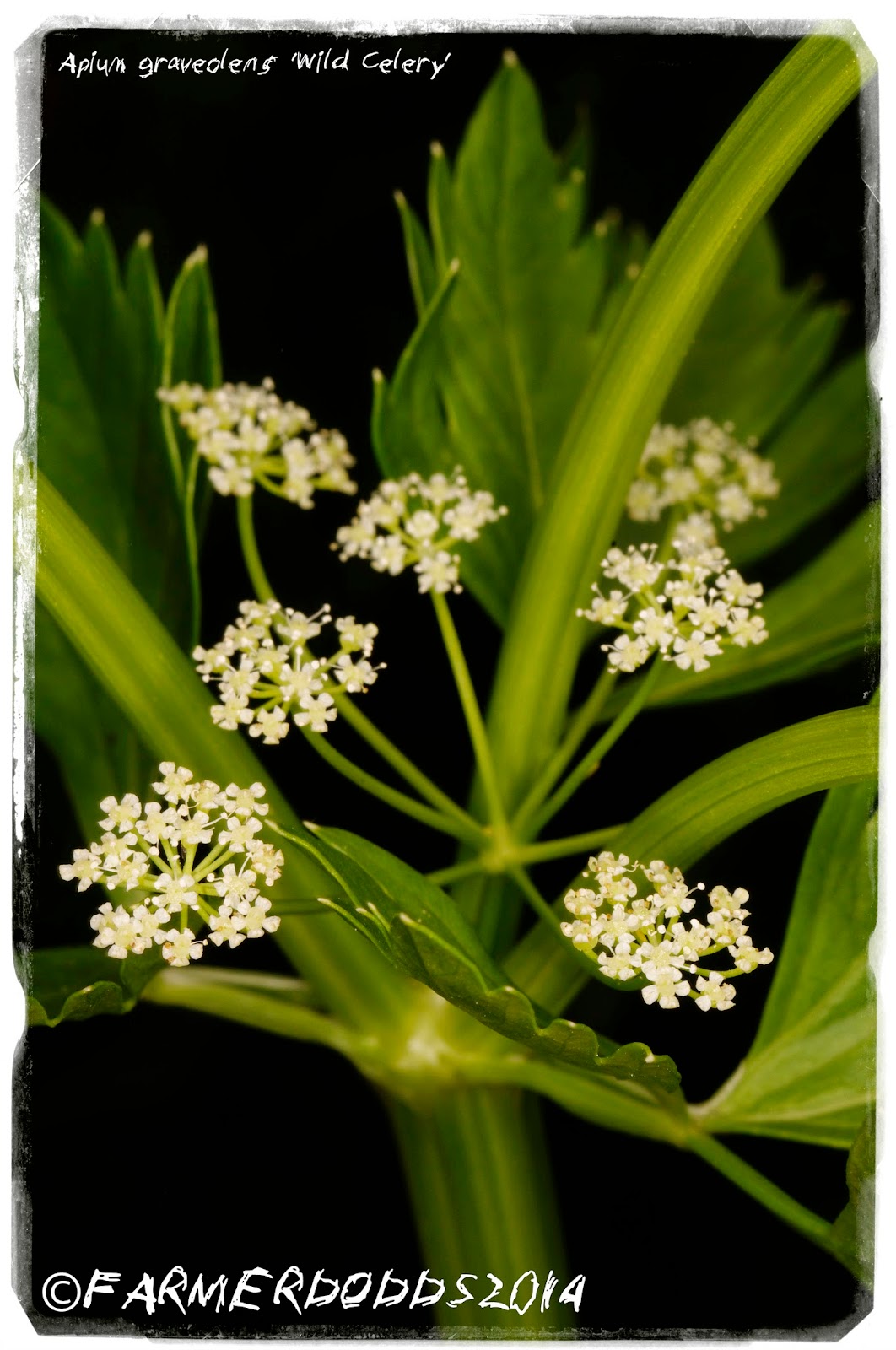 NATIVE BRITISH HERBS: A