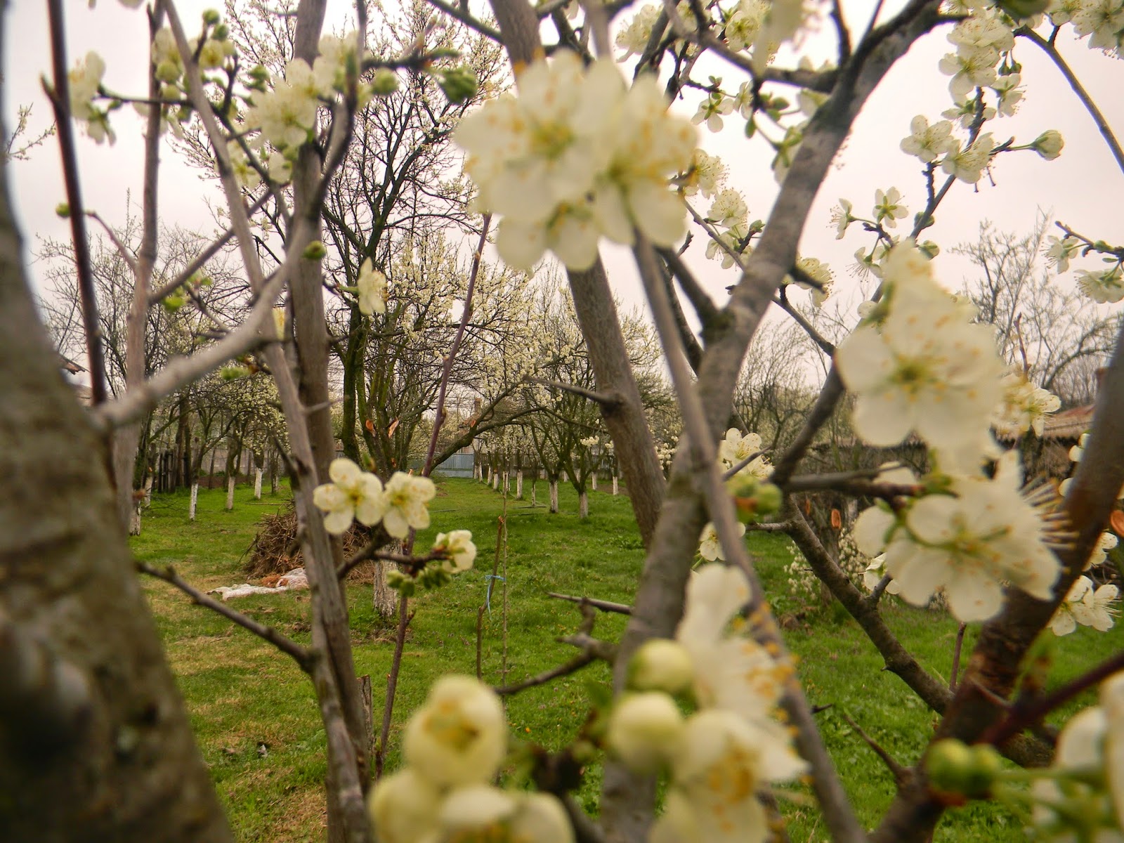 Jurnal de mini-gradinar: Un copac cu flori...