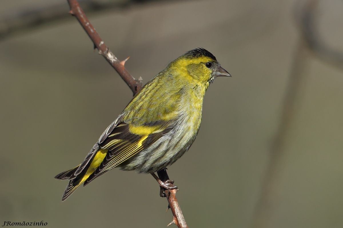 Pescador de aves: Lugre