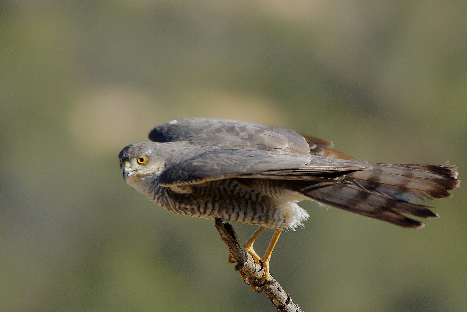 Pasión por las aves: Gavilán común.(Accipiter nisus)