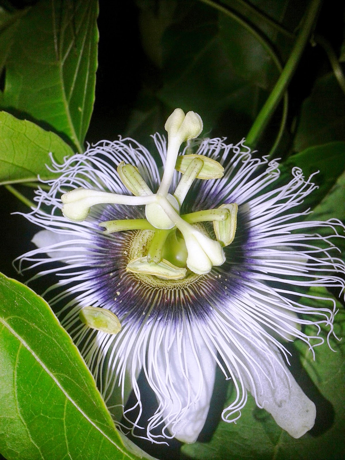 Uniknya Bunga dan Buah Markisa - Foto Lepas