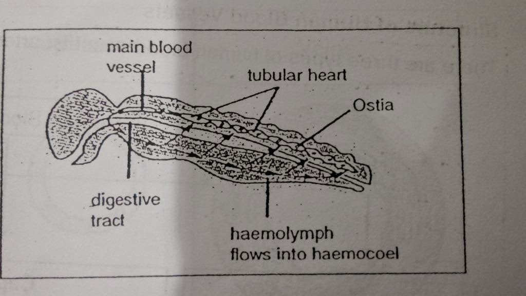 BIOLOGY SCORE A+: Function of Haemolymph