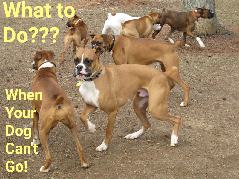 What to Do If Your Dog Can't Poop?