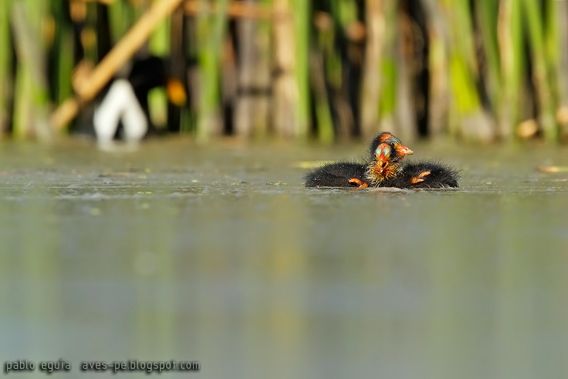 mis fotos de aves: Fulica rufifrons Gallareta Escudete Rojo Red-fronted ...