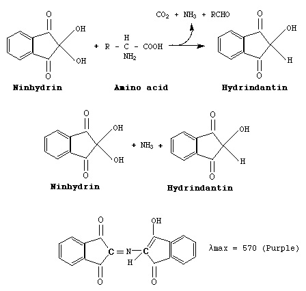Ninhydrin's test for Amino Acids - edubio.info