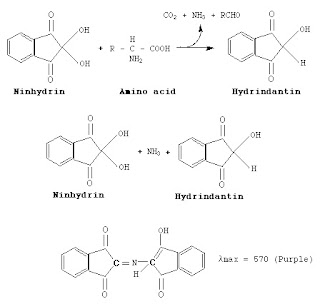 Ninhydrin's test for Amino Acids - edubio.info