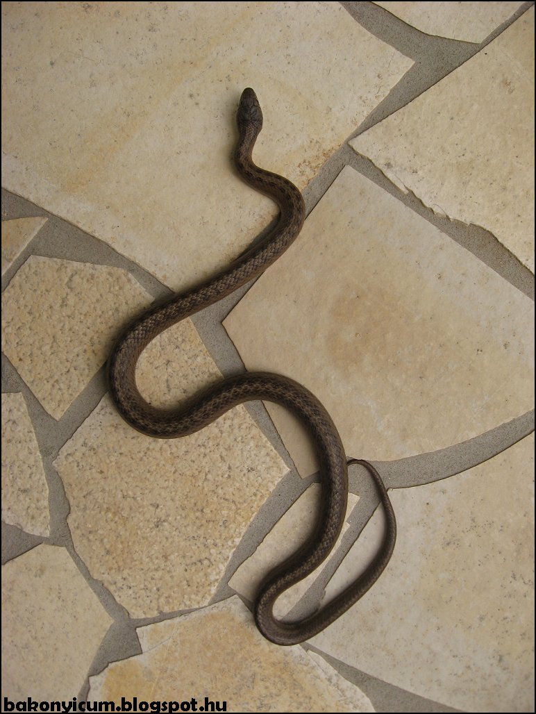 Hüllők a ház körül I. - Rézsikló