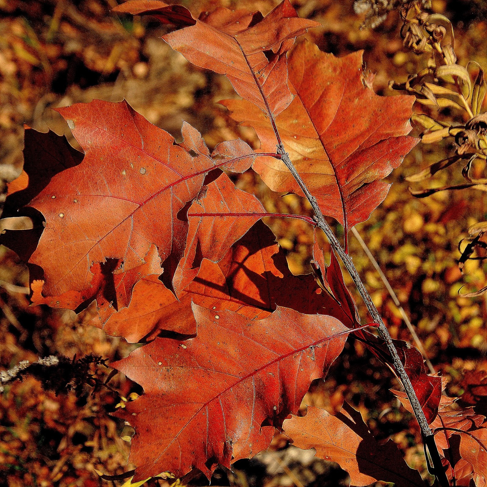 Camera on King & Aurora : Northern Red Oak on the King Ridge