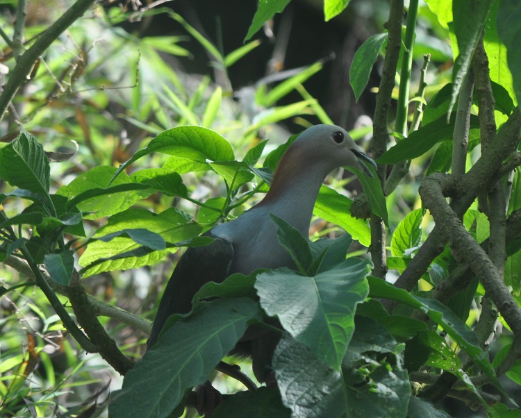 ZOOTOGRAFIANDO (6.100 ANIMALS): DÚCULA VERDE / GREEN IMPERIAL-PIGEON ...