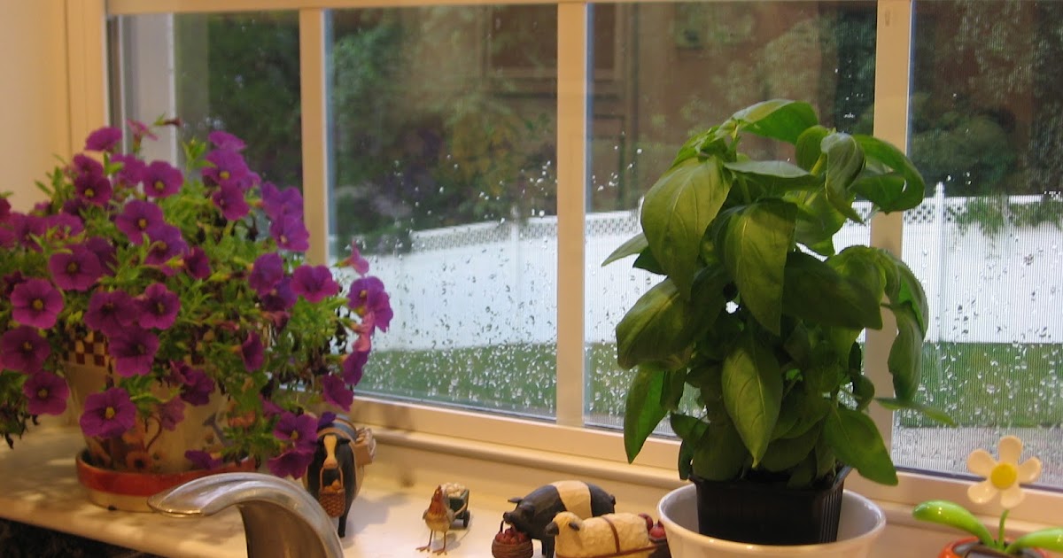 Elaine's Place: Window Pain