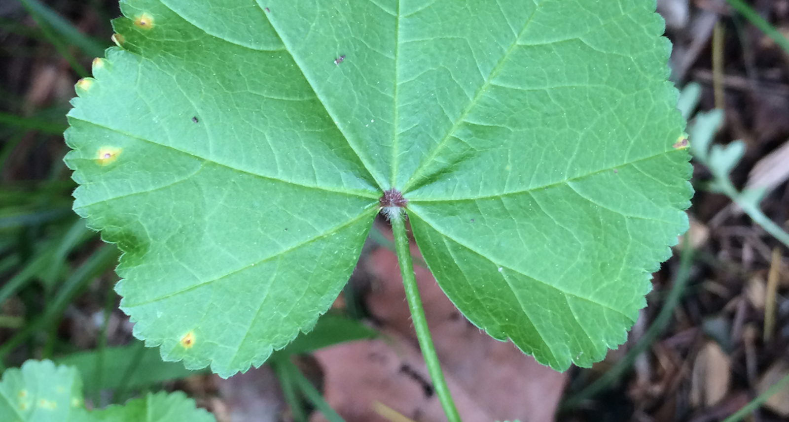 Plant Terminology : Leaf Bases