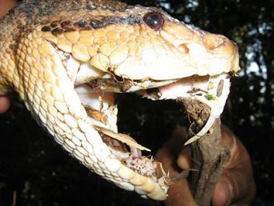 CUENTOS E HISTORIAS DE LA SELVA: SHUSHUPE