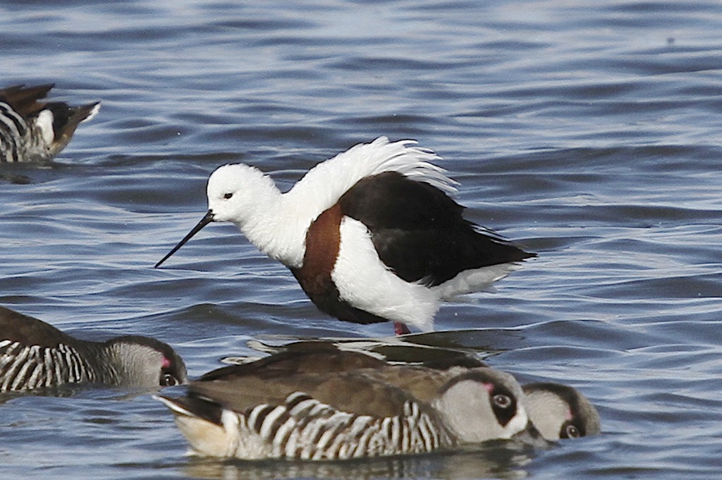Jennifer Spry's Birding Blog: Banded Stilt Courtship Plumage at WTP ...