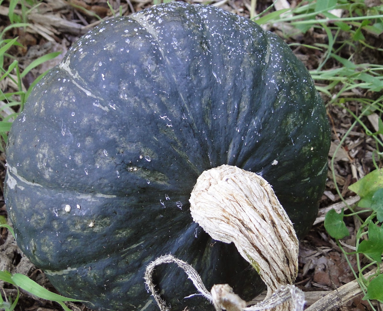 Au jardin d'Aurore: courges et potirons