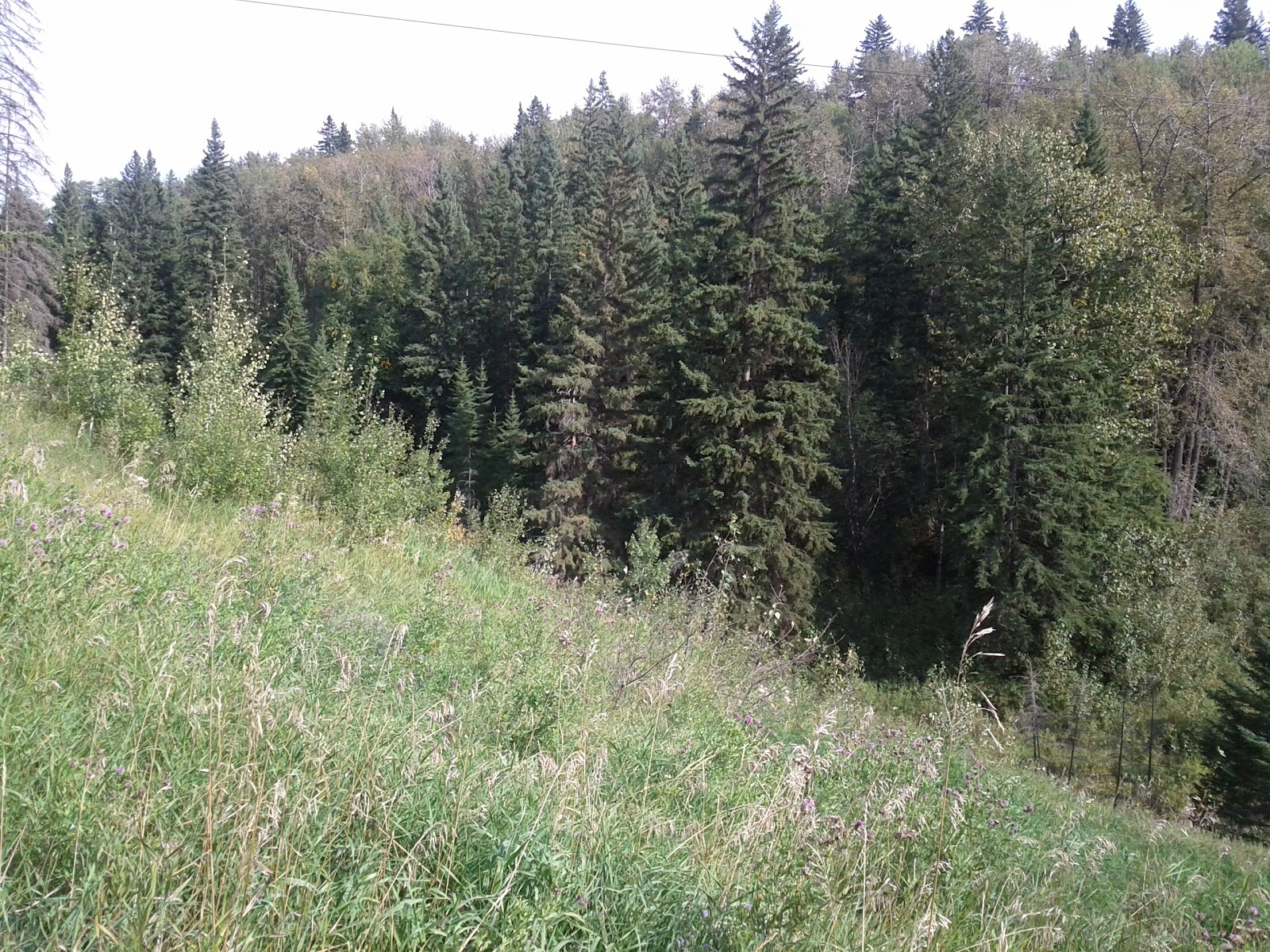 Family Fun - Adventures in Edmonton: Family Hike: Wedgewood Ravine ...