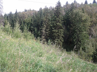 Family Fun - Adventures in Edmonton: Family Hike: Wedgewood Ravine ...