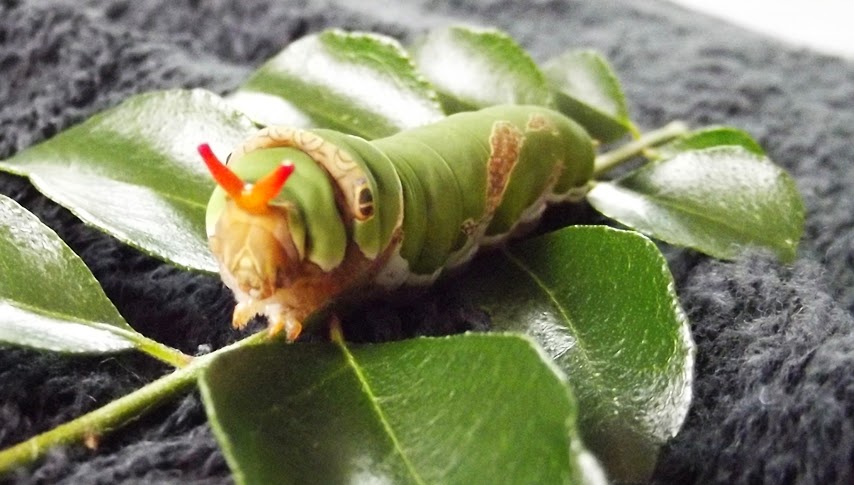 Roots 'n' Shoots: April 2014