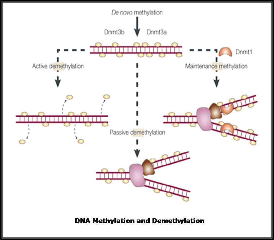 Epigenetics Encyclopedia
