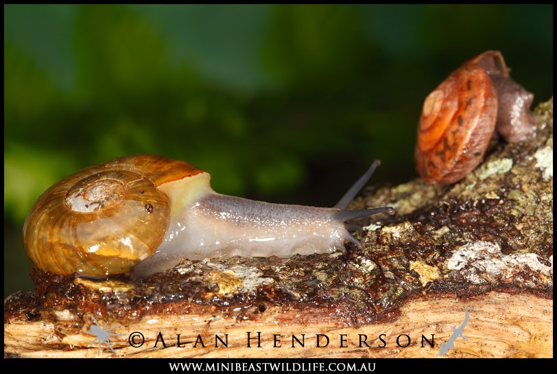 Minibeast Wildlife - Rainforest Encounters: Carnivorous snail