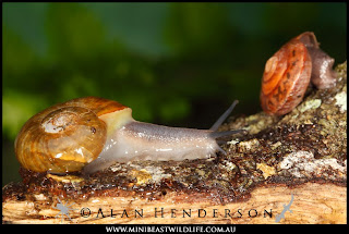 Minibeast Wildlife - Rainforest Encounters