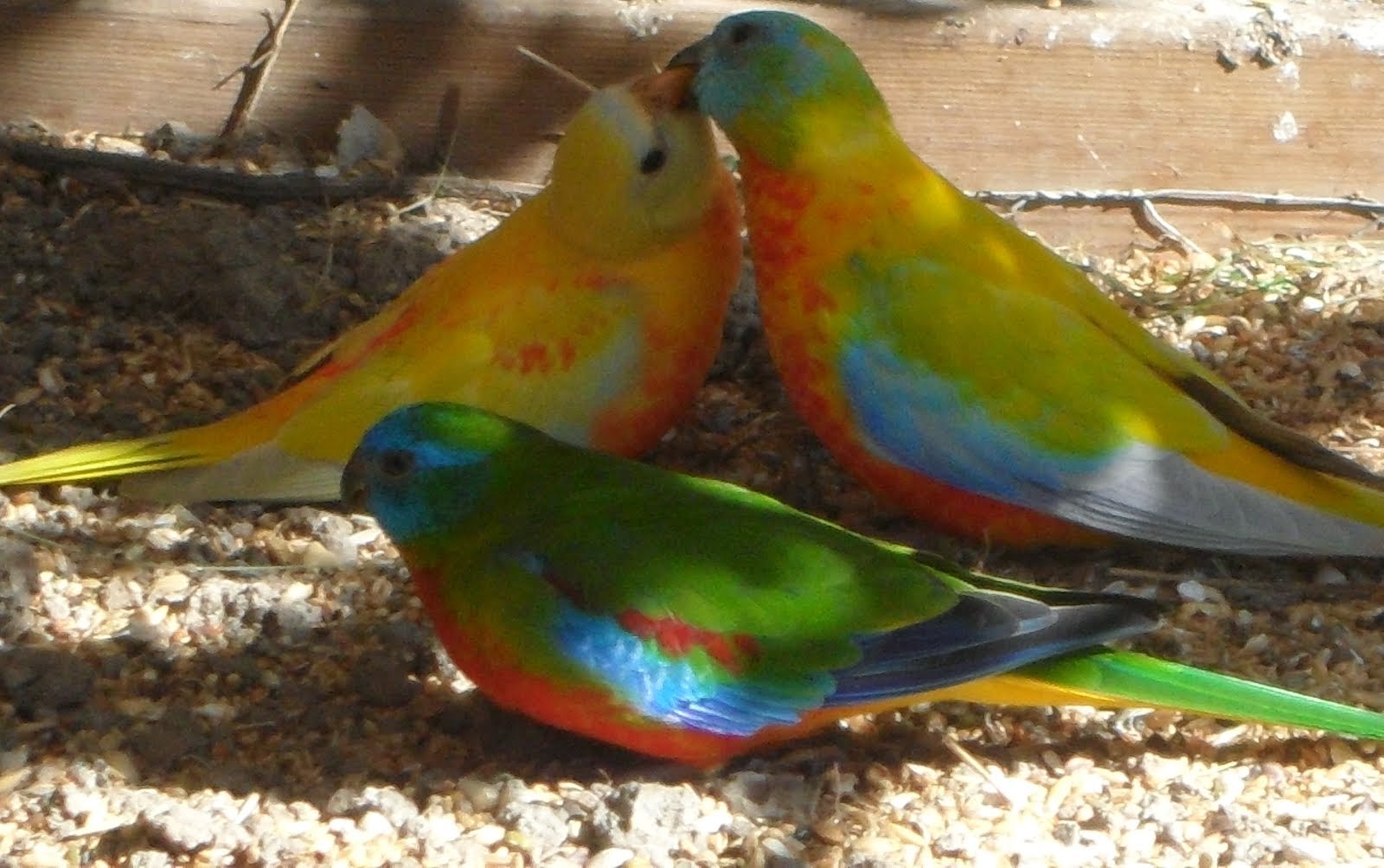 parakitholken: fakta om undulater