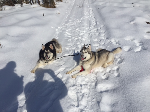 Pound Dogs Toronto Animal Services - dog adoption - animal shelter