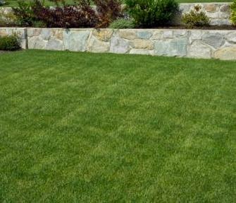 Cómo cultivar césped Bermuda a partir de semillas ~ Conoce más de tu Jardín