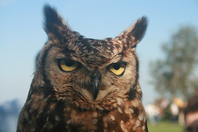 AVES DE RAPINA: O MOCHO
