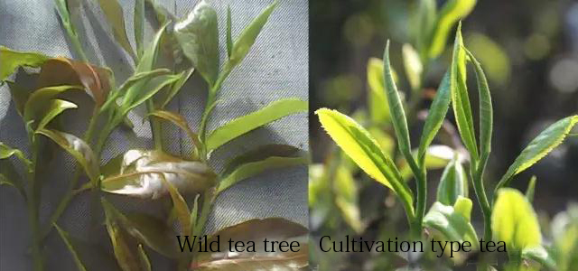 Coral Qiu Tea: Where to find Yunnan wild ancient tea resources?