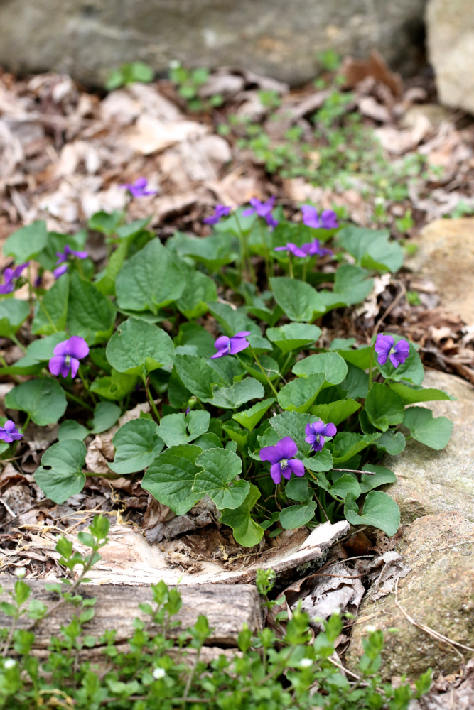 The Cockeyed Homestead: Cooking with Chef Jo: It's Violet Harvesting Time