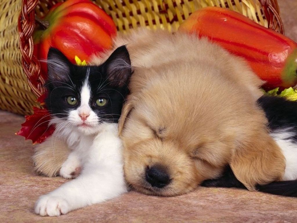 Ejemplos de amistad - Perrito y Gatito - Cachorros | Wallpaper HD Download