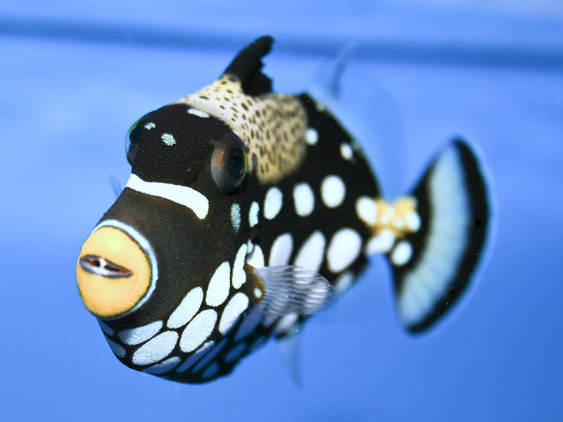 Clown Triggerfish - Stock Image