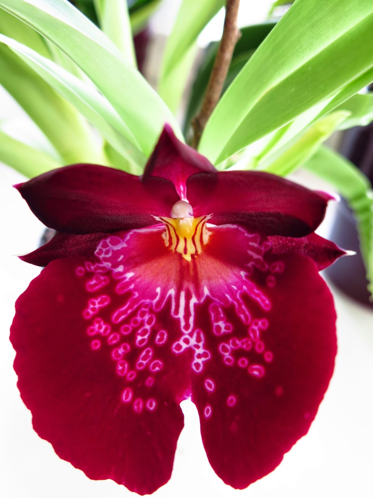 Alicia Merrett: My orchids again