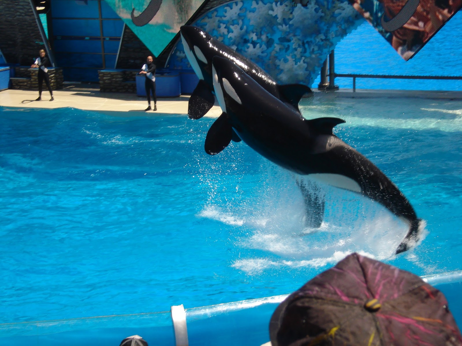 The Nelson Four: Throwback Thursday - SeaWorld and San Diego Zoo part 1