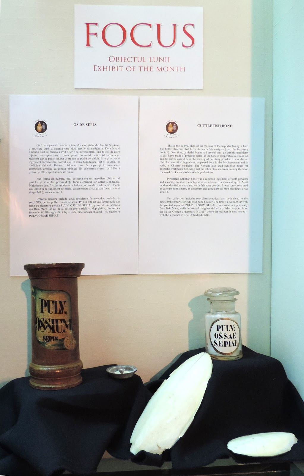 Colecţia de Istorie a Farmaciei din Cluj: FOCUS februarie - os de sepie