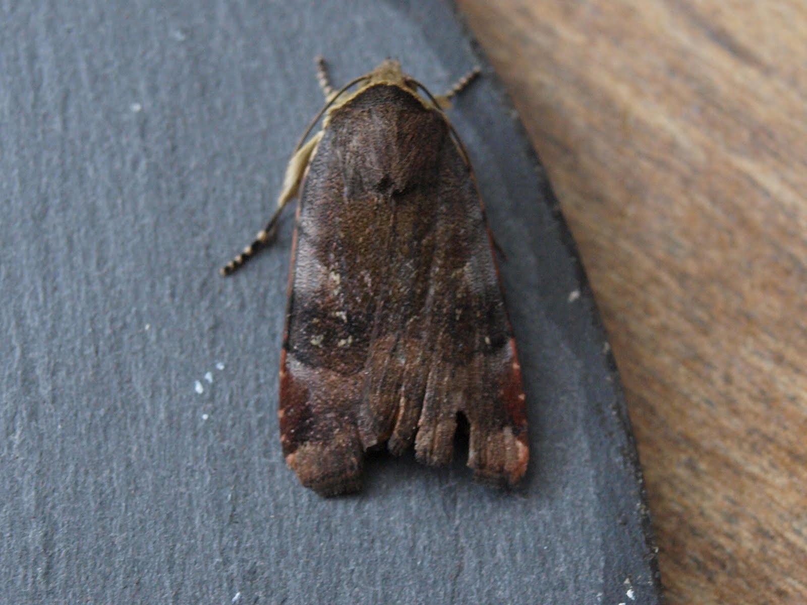 Ragged Robin's Nature Notes: More New Moth Species for the Year