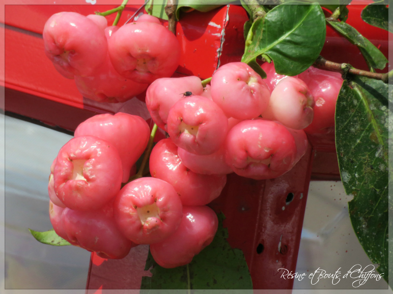 La Flore de l'Ile Maurice