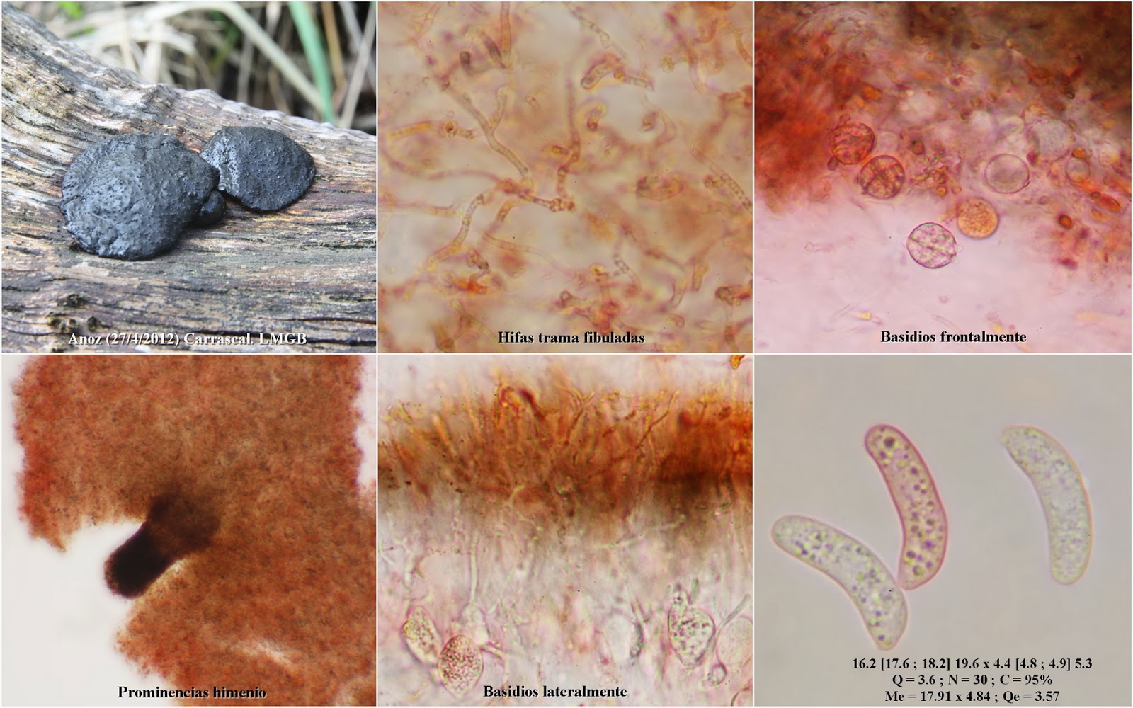 Guía de Setas y Hongos de Navarra.: Exidia truncata Fr.