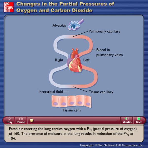 Avibert: Changes in the Partial Pressures of Oxygen and Carbon ...