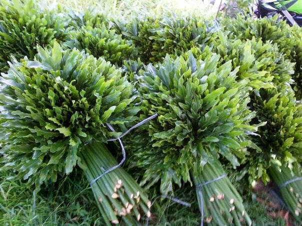 JUAL BIBIT,DAUN, POHON PHILODENDRON
