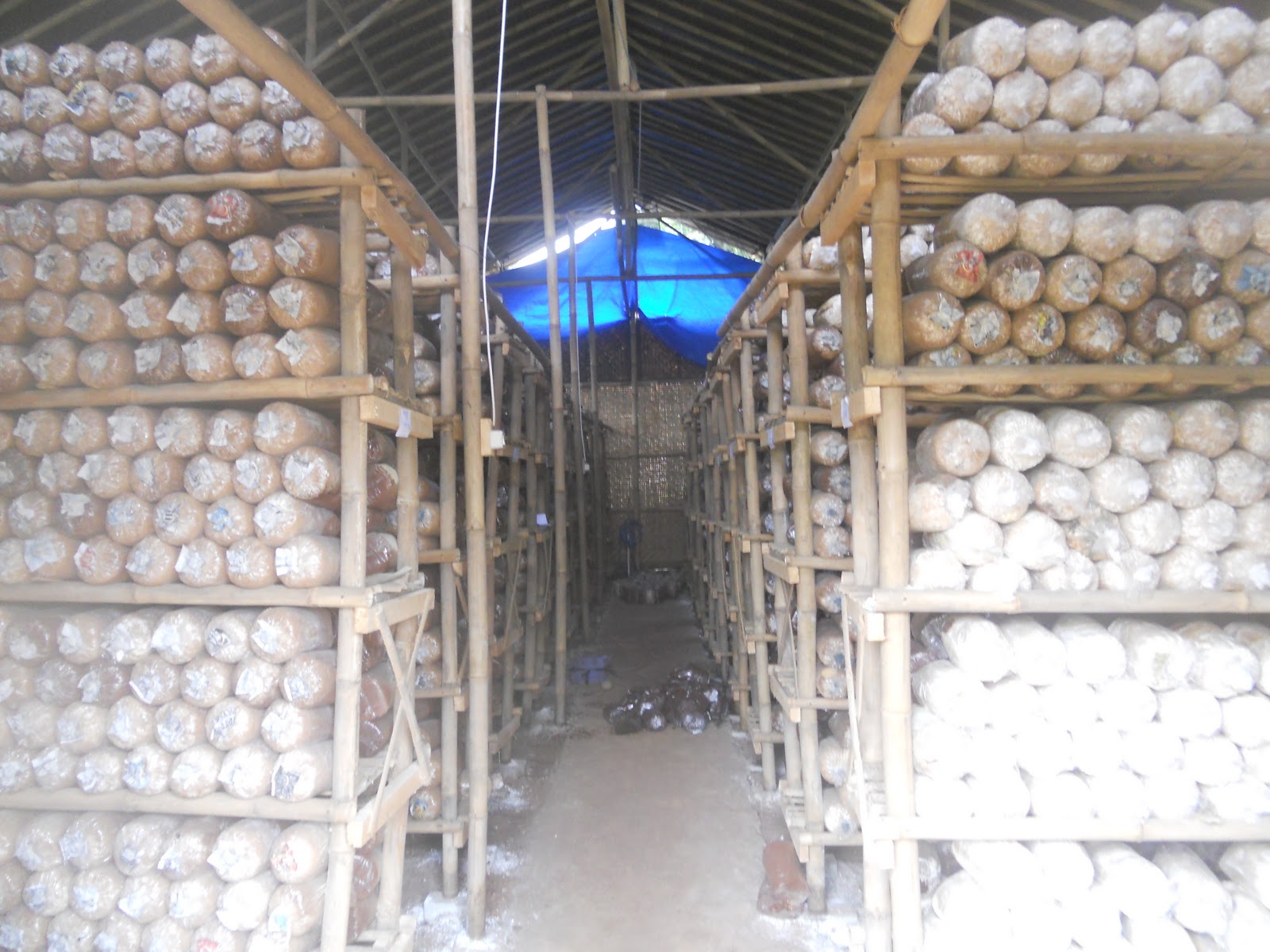 28+ Model Rak Jamur Tiram, Ide Baru!