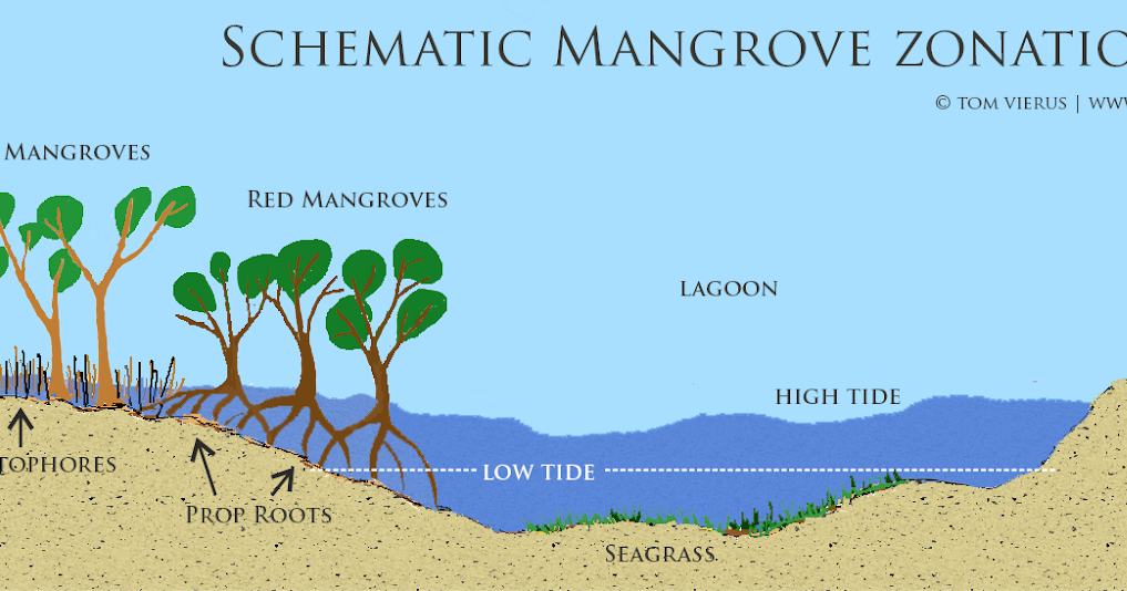 MANGROVES IN INDIA