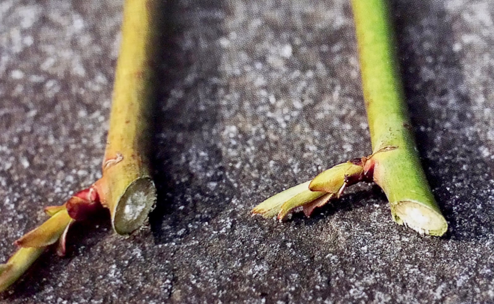 Il piccolo giardino di L.: Talee di White Meidiland a febbraio? Ci provo!